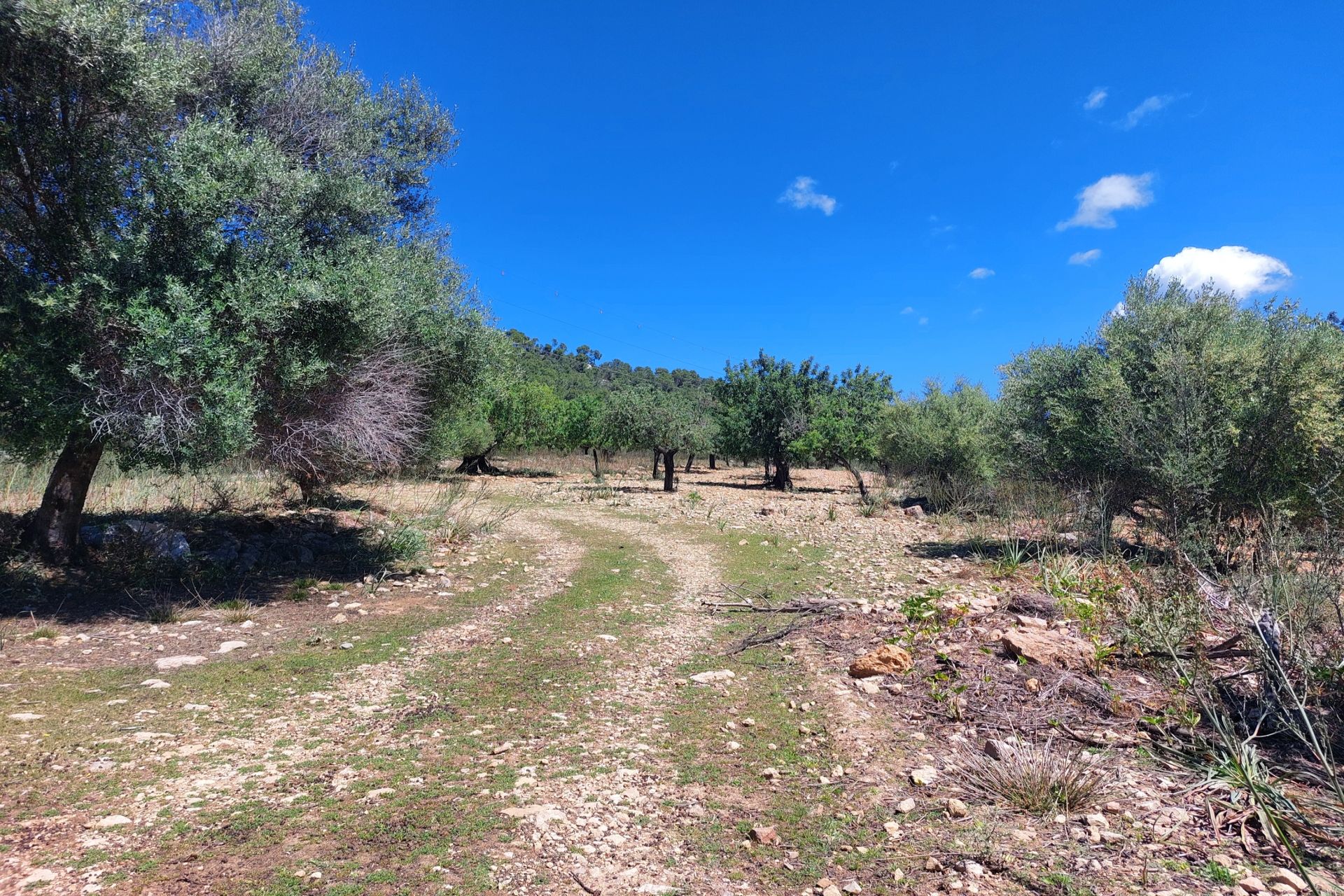 Finca-Projekt in traumhafter Hügellandschaft mit Bergblick bei Alaró ...